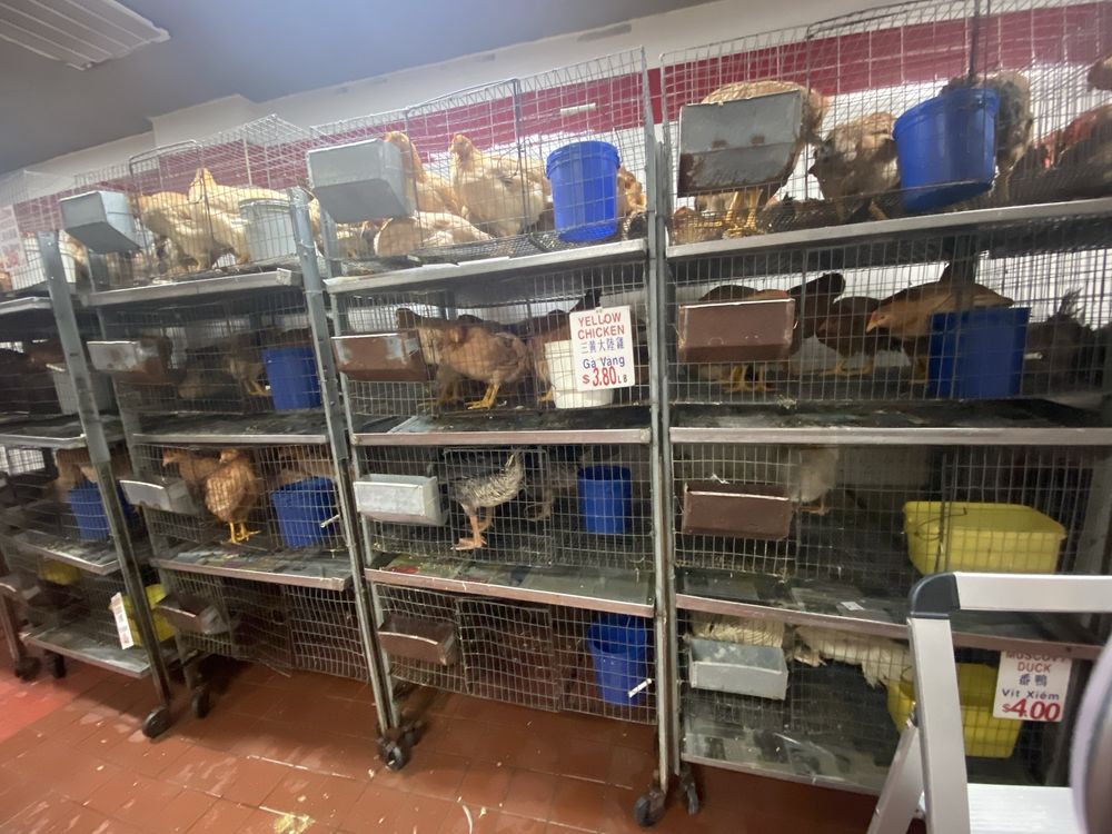 KENSINGTON LIVE POULTRY MARKET - Updated October 2025 - 2538 Kensington ...