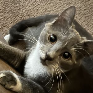 HELPING HOUNDS DOG RESCUE - Updated July 2025 - 16 Photos & 29 Reviews ...