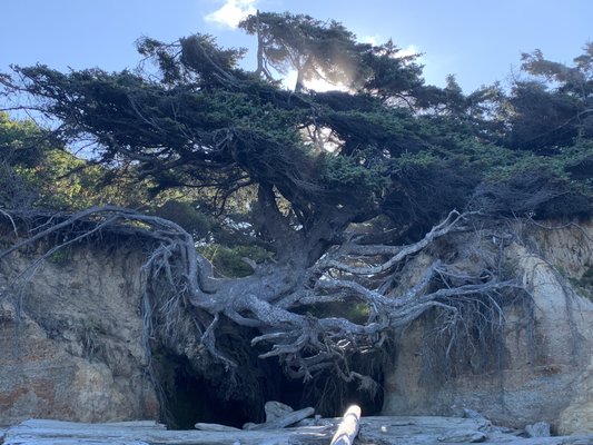 TREE OF LIFE - Updated November 2024 - 49 Photos & 18 Reviews - 101 Old ...