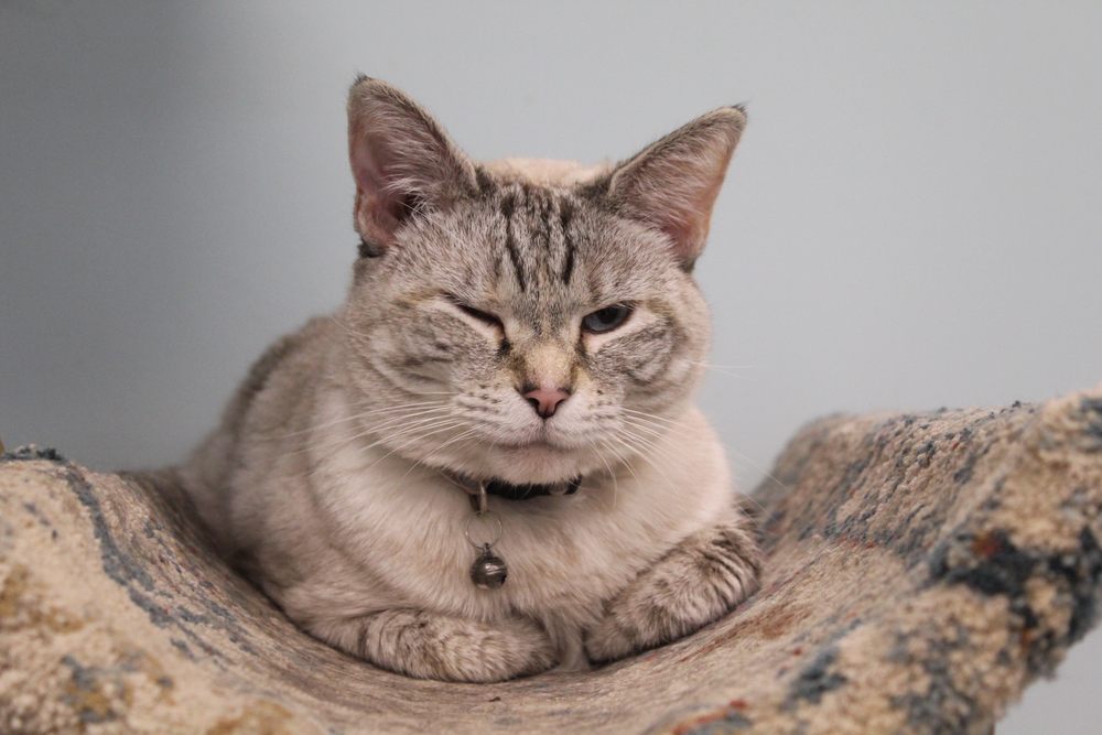 MEOWS CORNER - Updated October 2025 - 47 Photos & 39 Reviews - 21435 ...