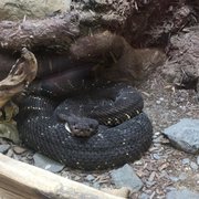 ANIMAL WORLD & SNAKE FARM - 644 Photos & 264 Reviews - 5640 Ih 35 S ...