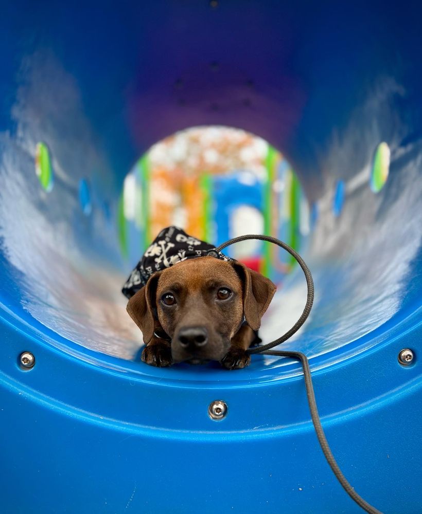 SAVVY DOG SOCIETY - Updated June 2024 - Request a Quote - 39 Photos ...