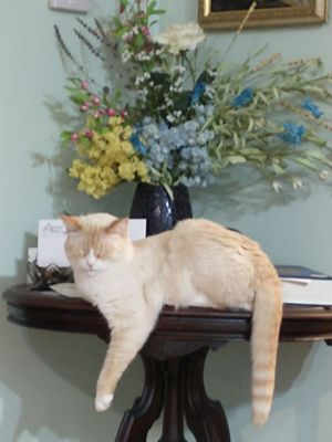 LAKESHORE HUMANE SOCIETY - Updated June 2026 - 12 Photos & 10 Reviews ...
