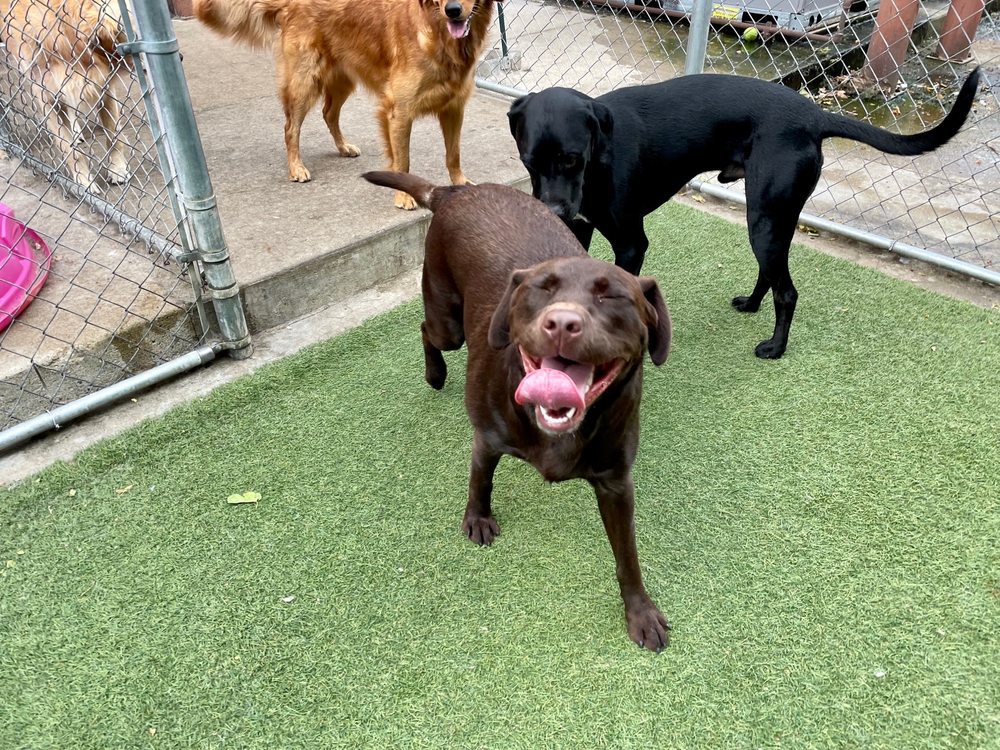 STYLIN PAWS PLAY PLACE - Updated December 2025 - 27 Photos - 3901 121st ...