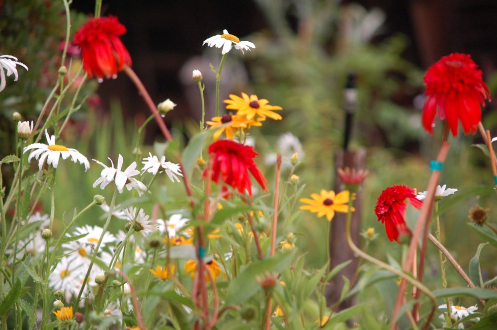 MORNING STAR PERENNIALS & NURSERY - Updated October 2025 - 159 Photos ...