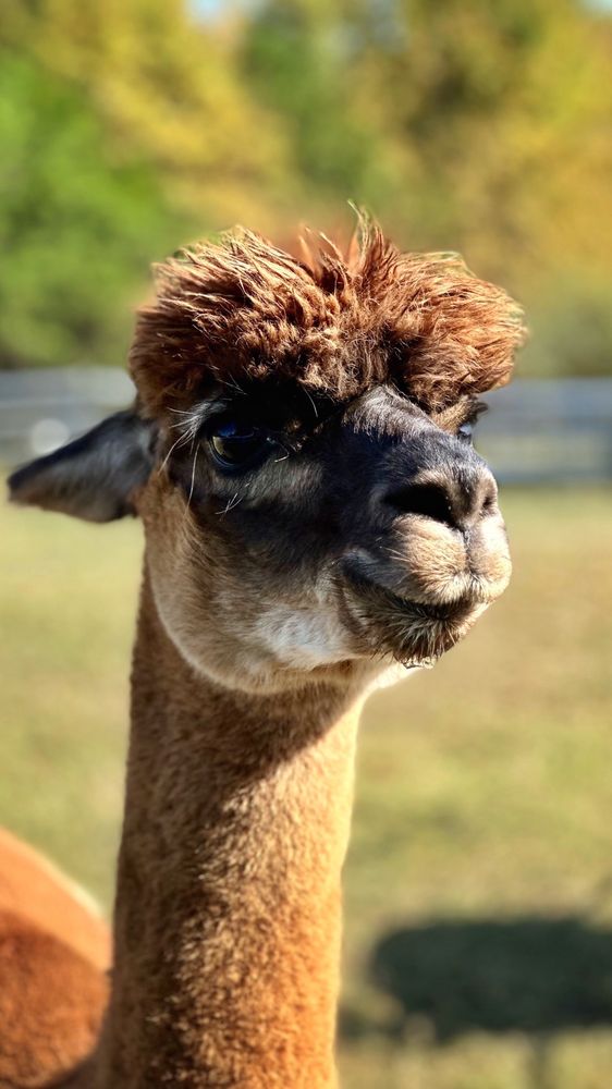 GOOD KARMA RANCH ALPACAS - Updated October 2025 - 63 Photos & 13 ...