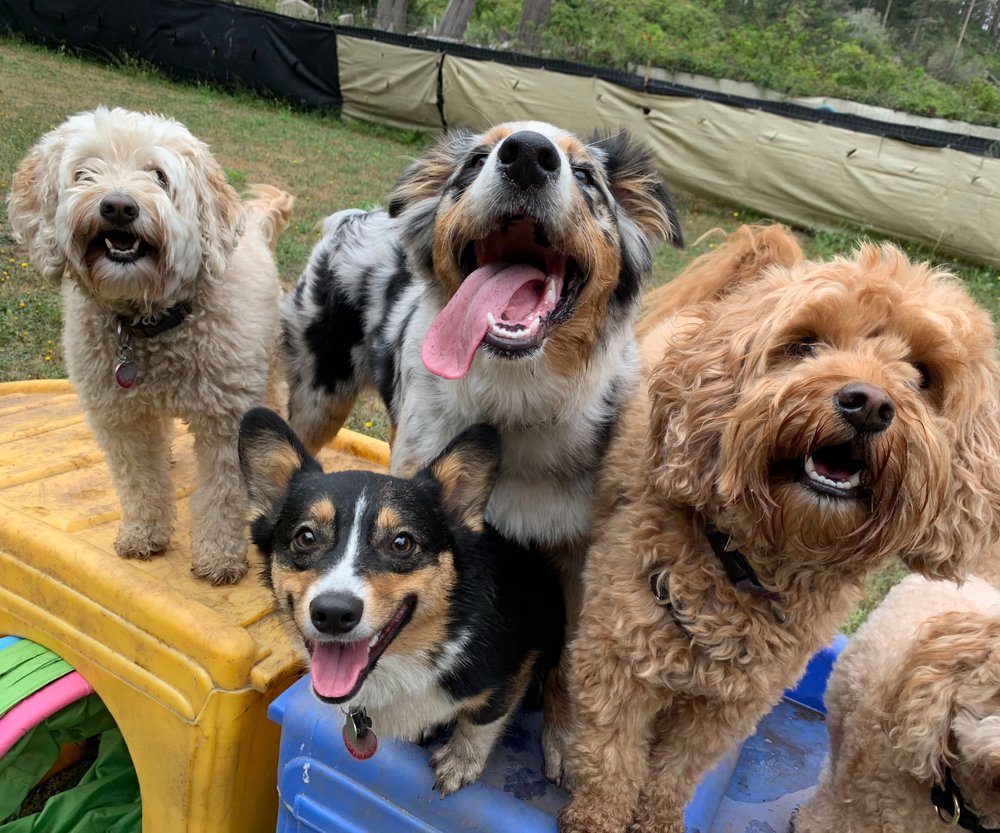 TOP DOG SF - Updated October 2024 - 115 Photos & 131 Reviews - 2121 ...