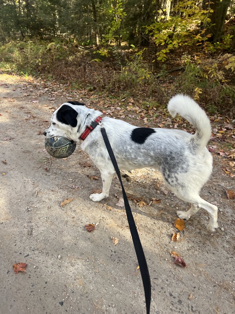 DOGS DAY OUT ADVENTURES - Updated December 2025 - Request a Quote - 19 Photos - Dover, New ...