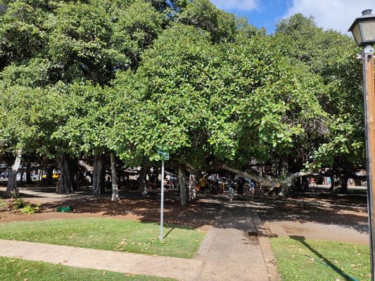 LAHAINA BANYAN COURT PARK - TEMP. CLOSED - 625 Photos & 215 Reviews ...