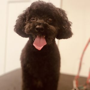 PURRFECT CATIO - Updated February 2025 - Charlotte, North Carolina ...