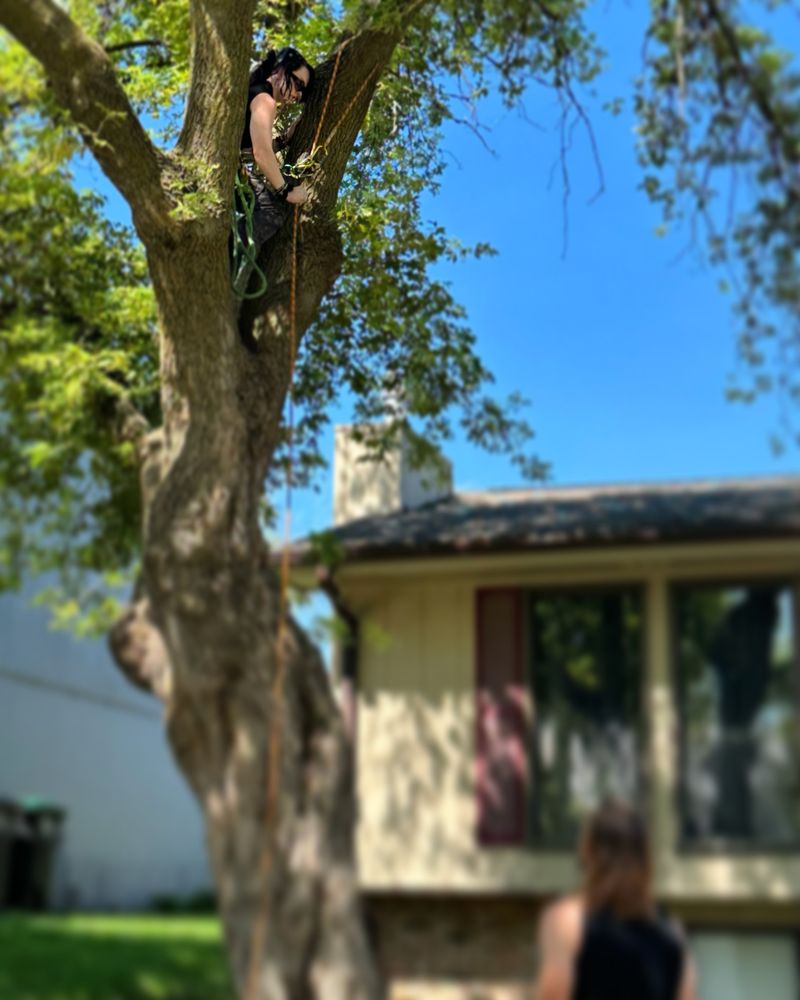 DUDESWEET TREE TRIMMING - Updated July 2024 - Request a Quote - Omaha ...