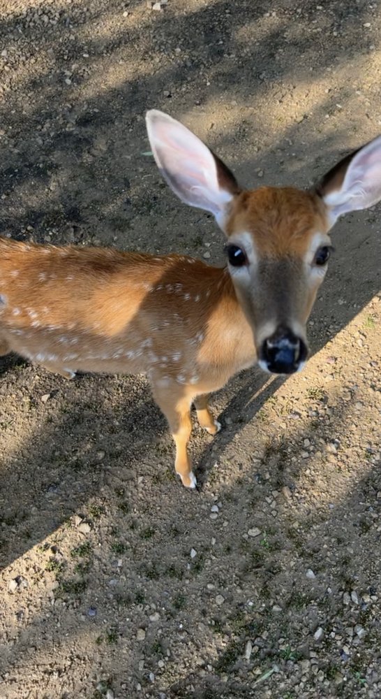 WISCONSIN DEER PARK - Updated June 2025 - 247 Photos & 132 Reviews ...