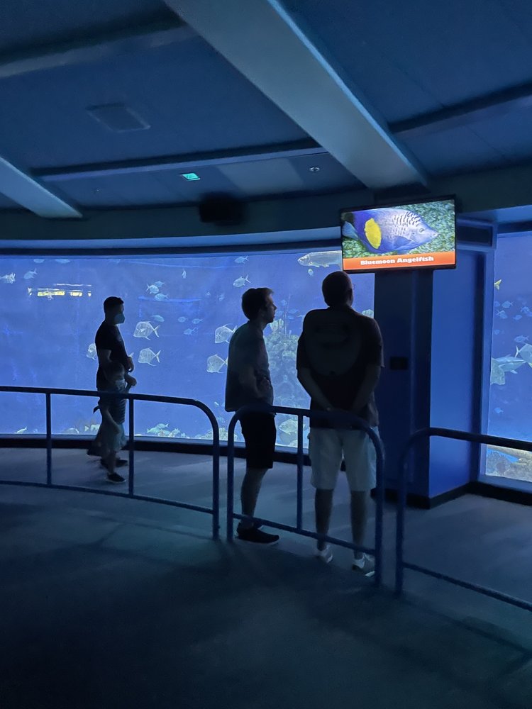 THE SEAS WITH NEMO AND FRIENDS - Updated July 2024 - 659 Photos & 106 ...