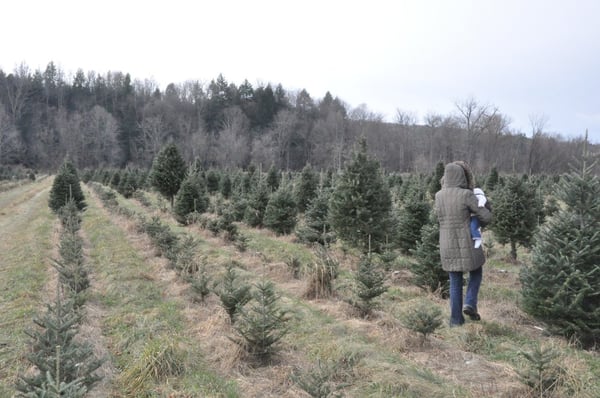WHITE’S TREE FARM - Updated December 2025 - 255 Jericho Rd, Essex ...