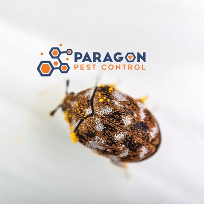PARAGON PEST CONTROL - Updated September 2025 - 264 Photos & 81 Reviews ...