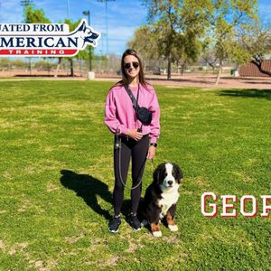ALL-AMERICAN K-9 DOG TRAINING - 404 Photos & 269 Reviews - Phoenix ...