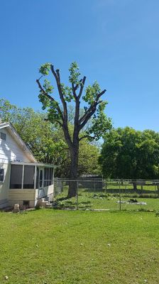 TEXAS HILL COUNTRY TREES - Updated October 2025 - 36 Photos & 55 ...