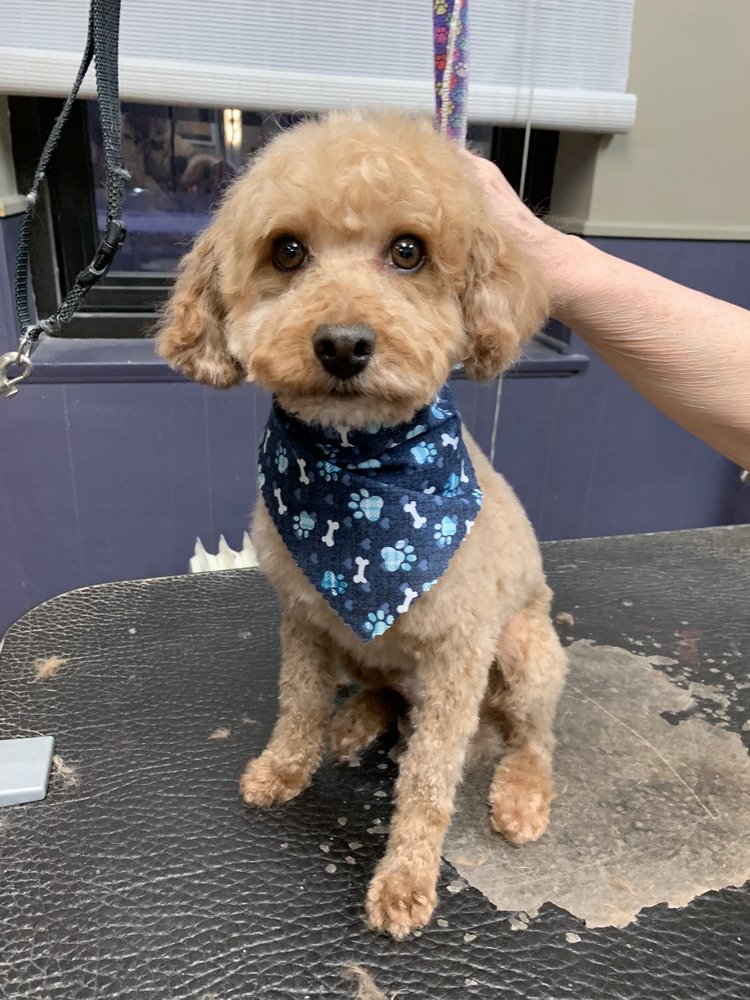 HAPPY DOG GROOMING SPA - Updated October 2025 - 73 Photos & 58 Reviews ...