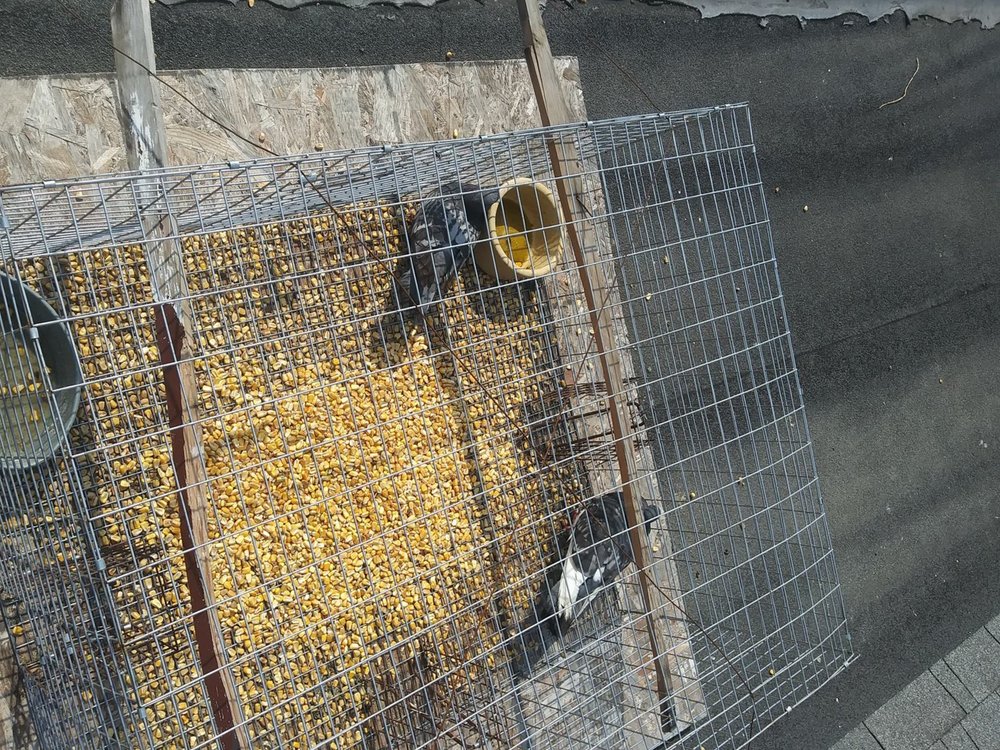 PRO BIRD CONTROL INDIANAPOLIS - 36 Photos - Indianapolis, Indiana ...