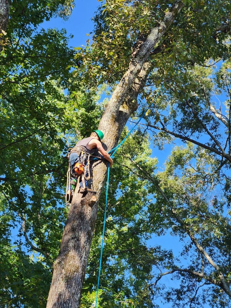 EVEREST TREE AND OUTDOORS - Updated April 2024 - 195 Heather Ln ...