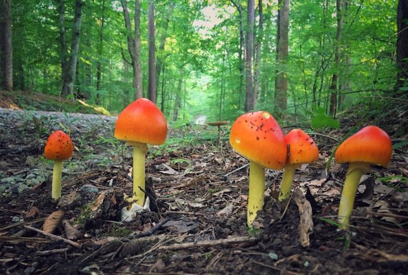 DUKE FOREST, KORSTIAN DIVISION - Updated July 2024 - 139 Photos - LSRC ...