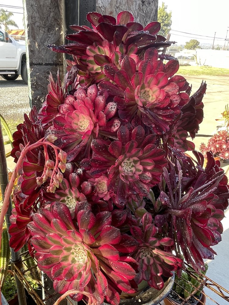 SHUNA’S SUCCULENT HOUSE - Updated May 2024 - 62 Photos & 11 Reviews ...