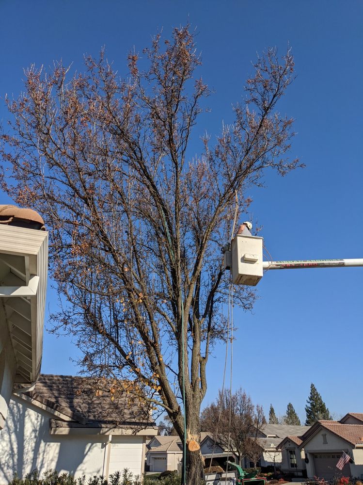 THE URBAN ARBORIST - Updated July 2024 - 41 Photos & 62 Reviews - 565 H ...