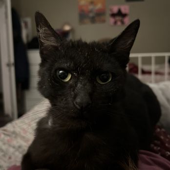 VIP ANIMAL HOSPITAL - Updated June 2024 - 80 Photos & 193 Reviews - 901 ...