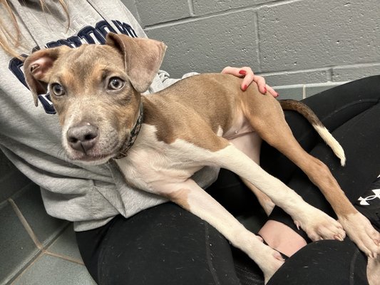 METRO NASHVILLE ANIMAL CONTROL SERVICES - Updated December 2025 - 25 ...