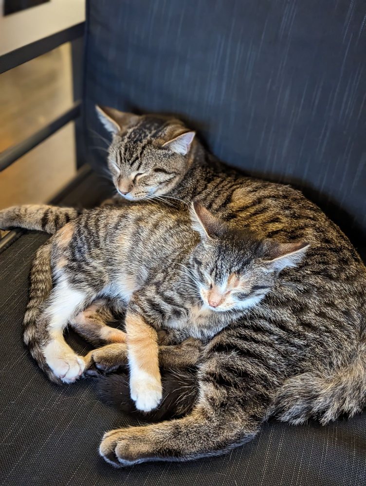 THE CATCADE - Updated September 2025 - 310 Photos & 135 Reviews - 624 W ...