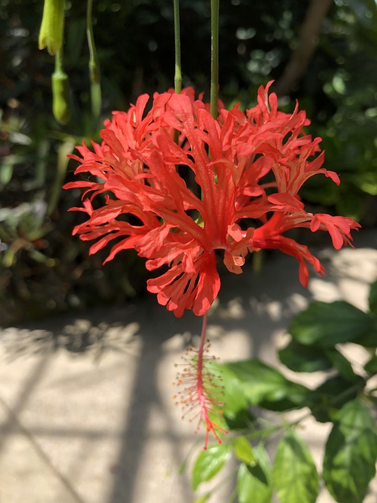 ANNA SCRIPPS WHITCOMB CONSERVATORY - 435 Photos & 73 Reviews - 4 ...