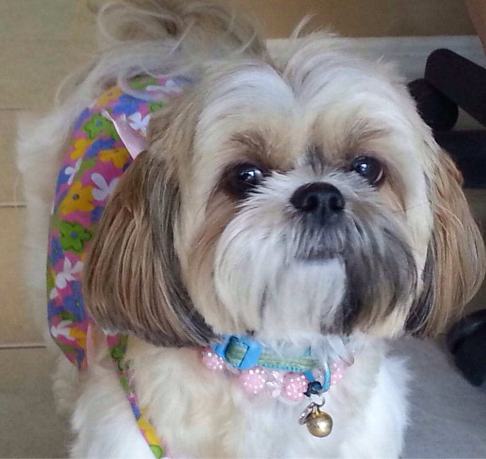 HAPPY TAILS - Updated May 2026 - 143 Photos & 166 Reviews - 7646 Lee ...