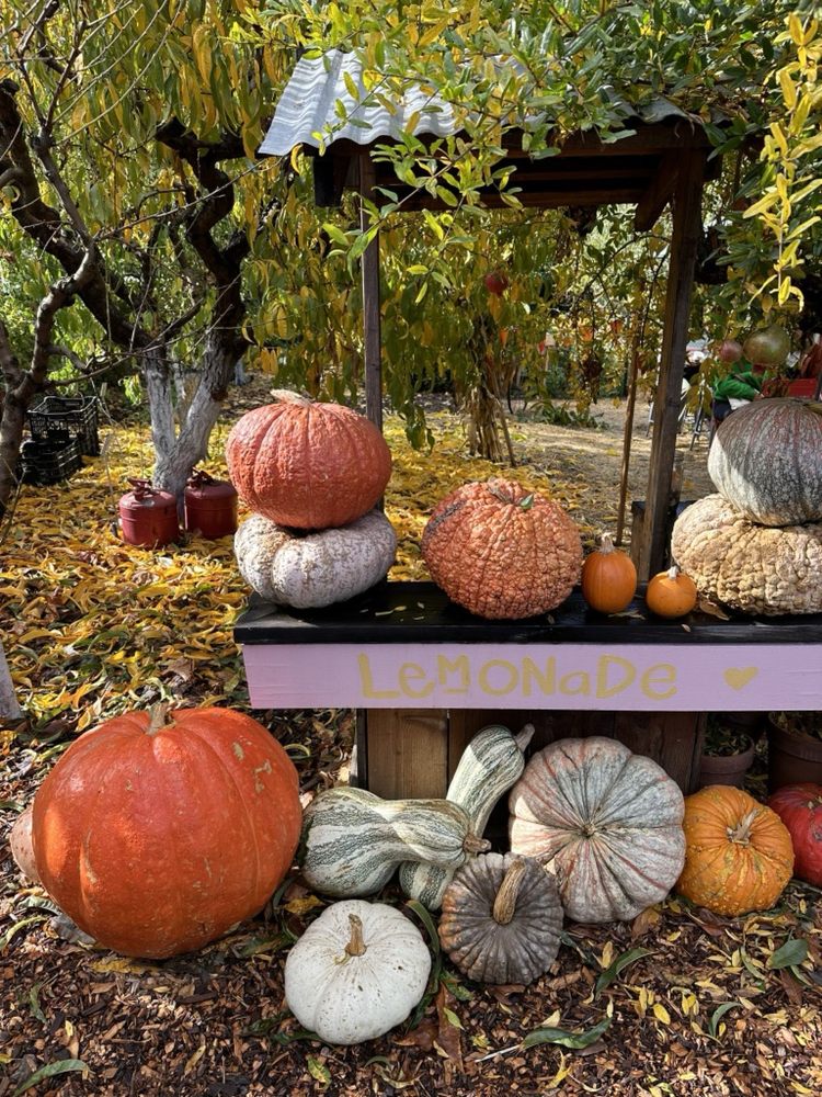 J&P COSENTINO FAMILY FARM - Updated May 2025 - 333 Photos & 90 Reviews ...