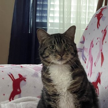 DOWNEY ANIMAL CARE CENTER - 269 Photos & 268 Reviews - 11258 Garfield ...