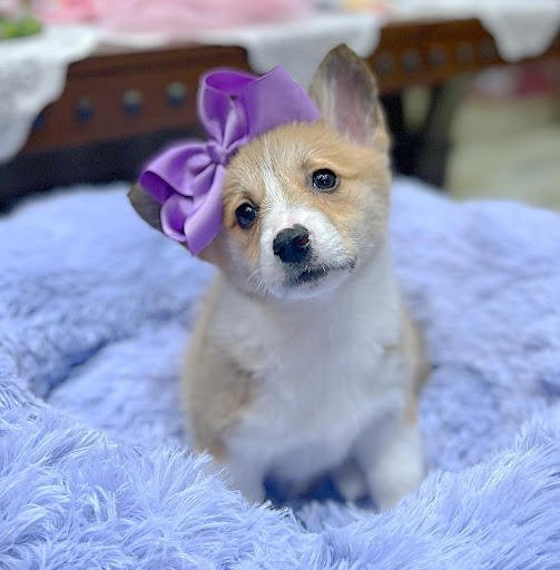 FURRY BABIES AURORA - 87 Photos & 34 Reviews - 2352 Fox Valley Center ...