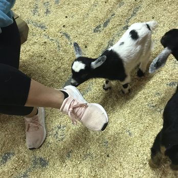 ZOOBEEZ PETTING ZOO - Updated October 2025 - 11 Photos - 8360 State Hwy ...
