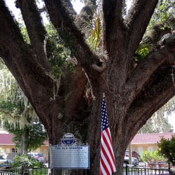 THE OLD SENATOR TREE - 27 Photos & 11 Reviews - San Marco Ave, Saint ...