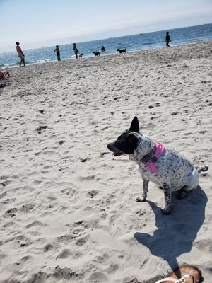 LONGPORT DOG BEACH - 150 Photos & 84 Reviews - Rt 152 And Ocean Dr Bridge, Somers Point, New ...