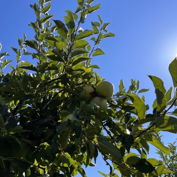 TERHUNE ORCHARDS - Updated September 2024 - 566 Photos & 366 Reviews ...