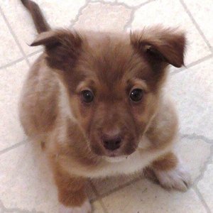 RED RIVER ANIMAL EMERGENCY HOSPITAL AND REFERRAL CENTER - Updated ...