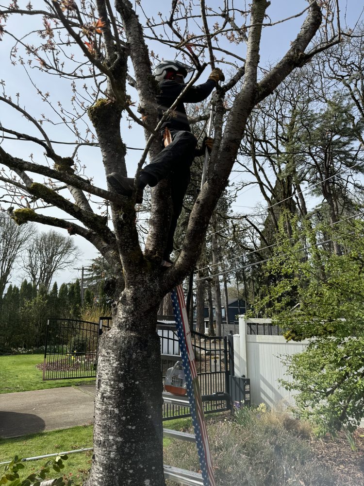 BLACK ROOTS - Updated June 2025 - 17 Photos - Beaverton, Oregon - Tree ...