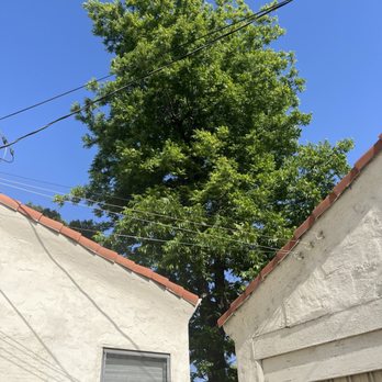 AFFORDABLE TREE CARE - Updated July 2024 - 1915 Photos & 1728 Reviews ...