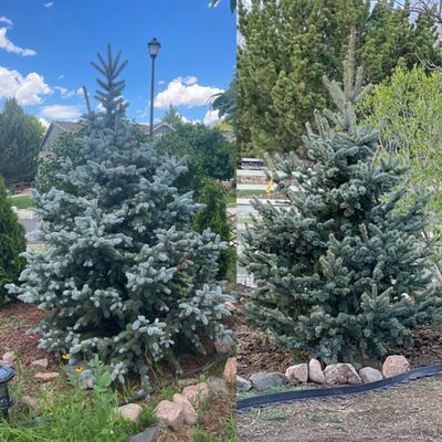 THE TREE FARM NURSERY & GARDEN CENTER - Updated July 2025 - 25 Photos ...