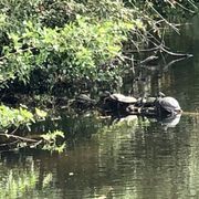 LONG KEY NATURAL AREA & NATURE CENTER - 299 Photos & 30 Reviews - Parks ...