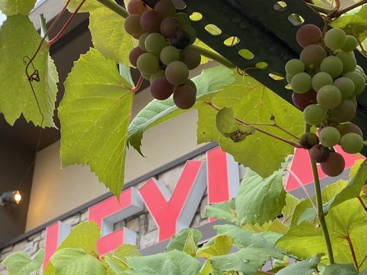 LEYLA MEDITERRANEAN - Updated October 2024 - 240 Photos & 291 Reviews ...