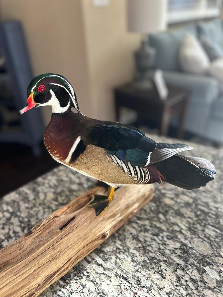 BIRDS OF A FEATHER TAXIDERMY - Updated September 2025 - Request ...