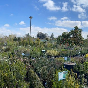 LOUIE’S NURSERY - Updated September 2024 - 265 Photos & 174 Reviews ...