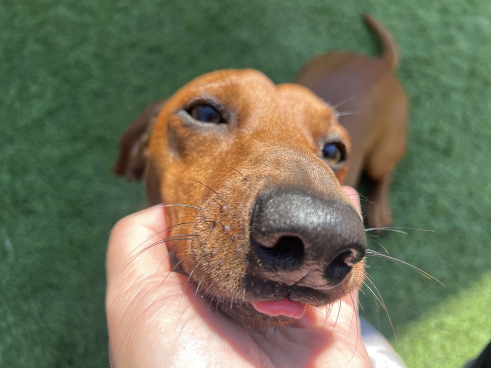 THE RANCH DOG TRAINING - Updated October 2025 - 55 Photos & 98 Reviews ...