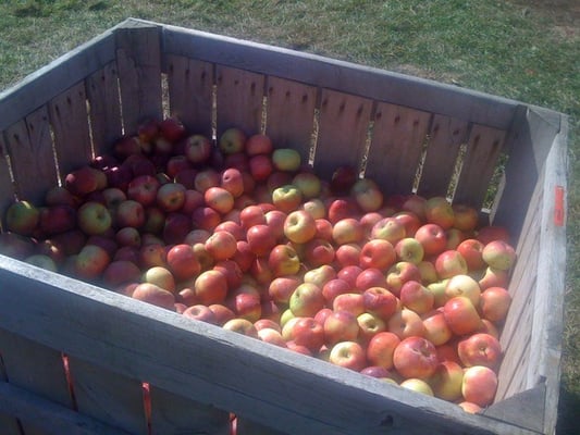 APPLECREST FARM ORCHARDS - Updated October 2025 - 247 Photos & 151 ...