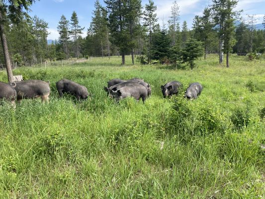 RAMSTEAD RANCH - Updated July 2025 - 990 Dennis Rd, Ione, Washington ...